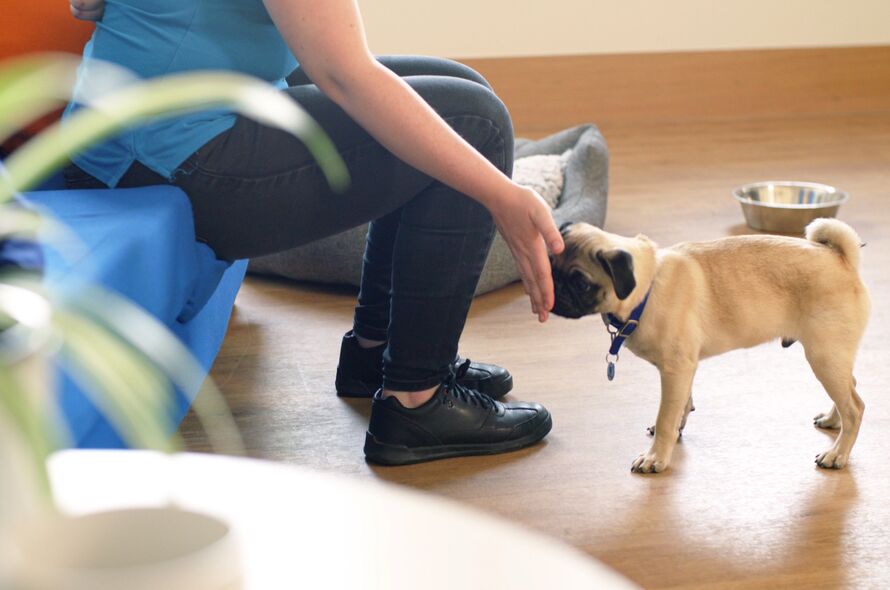Teach your dog a nose "touch" | Battersea Dogs & Cats Home